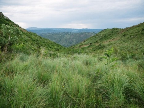 Oregon Tool Supports veritree Foundation to Restore Old Bonjoge Forest ...